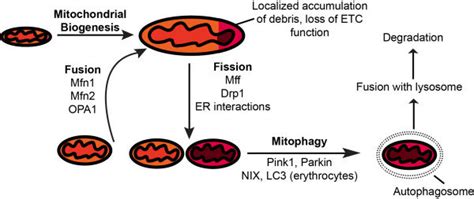 The Mitochondrial Life Cycle Since Mitochondria Cannot Be Synthesized