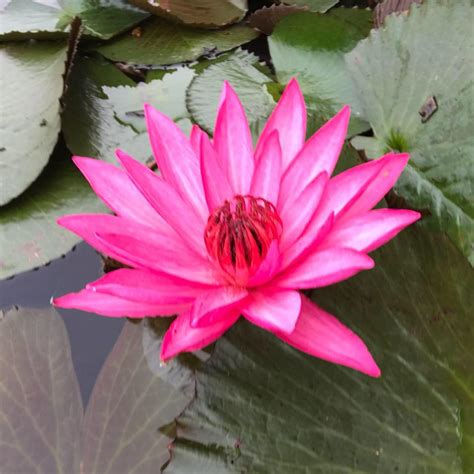 หนองบัวลำภู ซื้อ ขาย เช่า รับ แจก ประมูล ดราม่า หางาน โพสตามสบาย