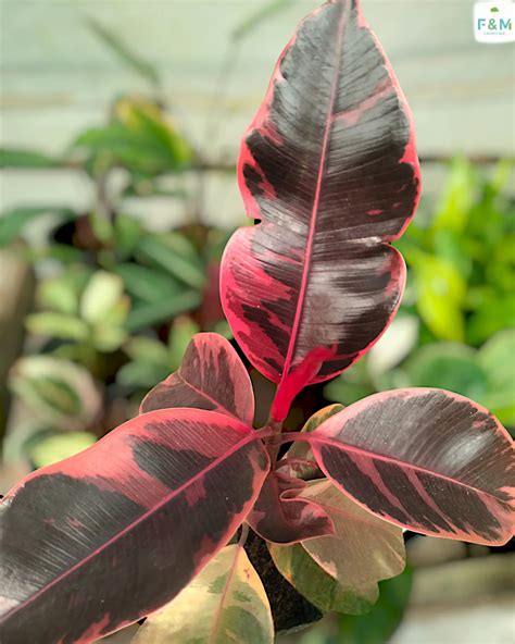 شركه فيكس ديكورا احمر🍂🍂 من نباتات الضل المميزه جدا والمستورده 🔥🔥