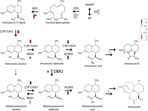 Differentially Expressed Artemisinin Biosynthesis Genes In Glandular Download Scientific