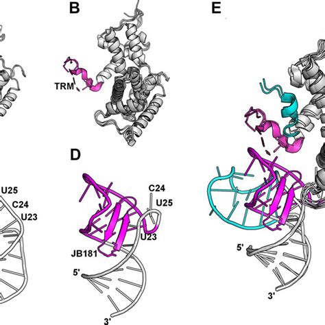 A And B Upon Binding To Cyct1 Of The P Tefb Complex Tat Induces A Download Scientific