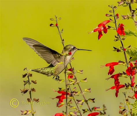 Ruby Throated Hummingbird Birdforum