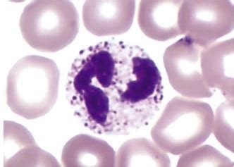 Leukocyte Flashcards Quizlet