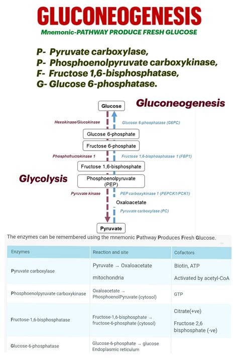 Gluconeogenesis Rate Limitng Enzymes Mnemonic Pathway Produce Fresh Glucose In 2025