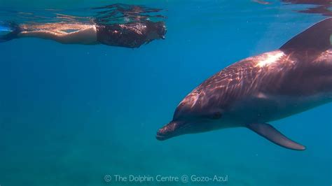 Blog — The Dolphin Rose Temple