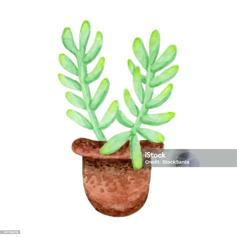 돌나물 Pachyphyllum 젤리 콩 식물 손으로 흰색 배경에 격리 된 수채화로 그려진 많은 손가락 돌나물 즙이 많은 0명에