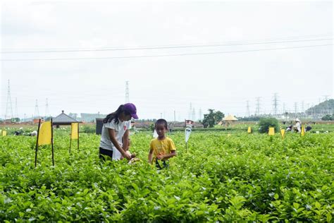 海大寸金“近茉莉”青年红色筑梦之旅调研风采 搜狐大视野 搜狐新闻