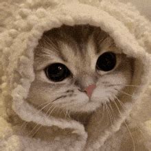 Cute Cat” Tenor