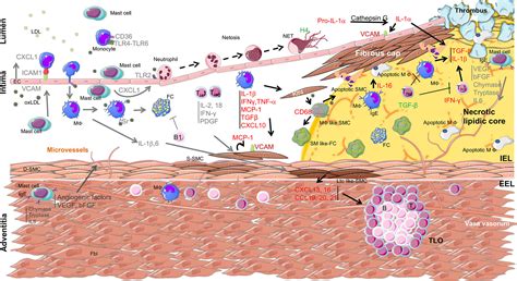 Frontiers Immune And Smooth Muscle Cells Interactions In