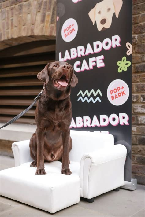 Labrador Cafe Manchester At Revolution Parsonage Gardens Manchester