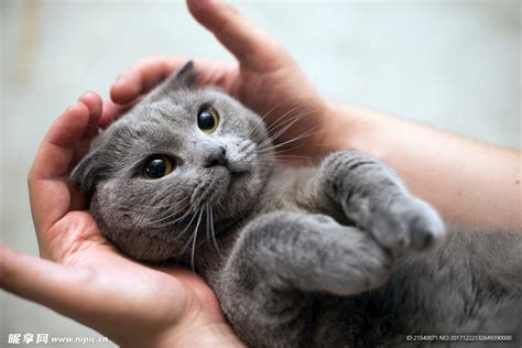 猫咪摄影图 野生动物 生物世界 摄影图库 昵图网