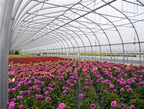 What Is The Importance Of The Buffer Effect In A Commercial Greenhouse Horti Generation