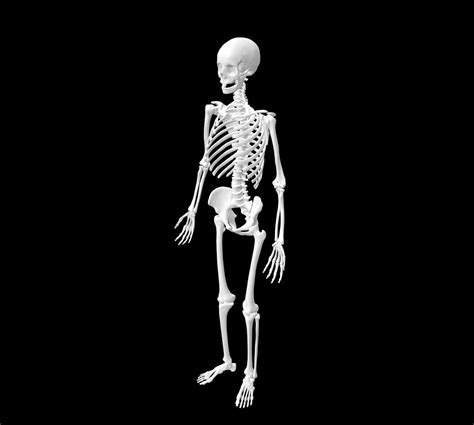 Entire Skeletal System 3d Model Files 200 Etsy