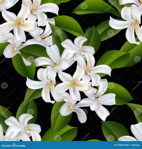 Sampaguita Jasmine The National Flower Of Philippines Vector Illustration