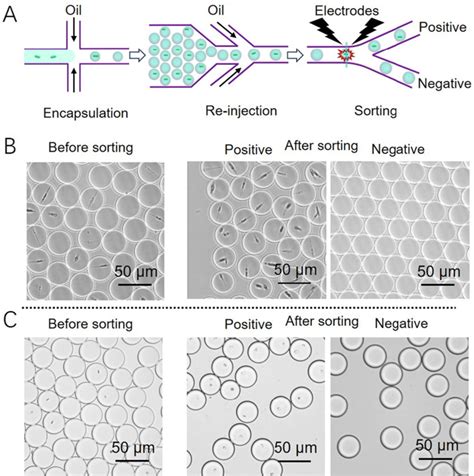 A Workflow Of The Droplet Based Screening Of Microalgae Using