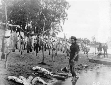 Murray Cod Caught On A Boiled Egg