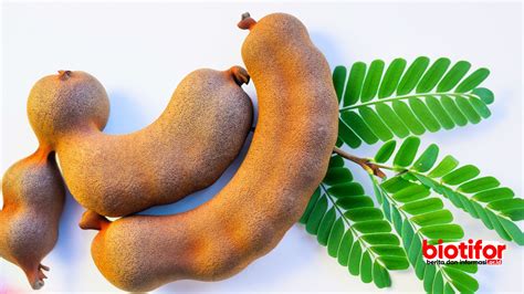 Manfaat Buah Asam Khasiat Luar Biasa Untuk Kesehatan Anda Biotifor