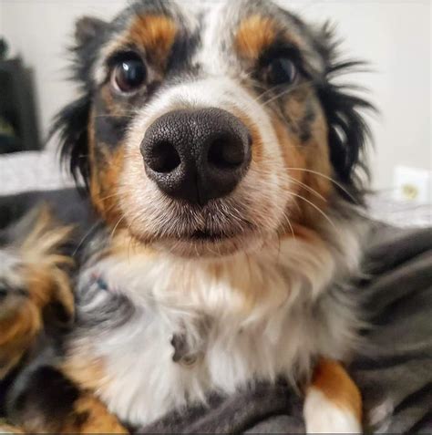 Nosey Mini Aussie Snoot Rsnoots