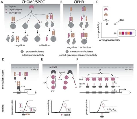 Programmable Protein Circuit Design Pmc