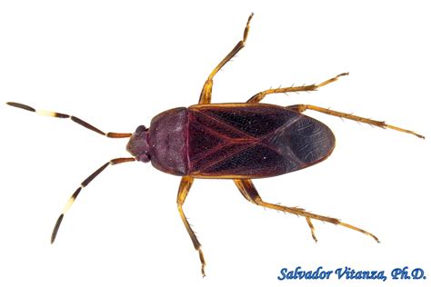 Hemiptera Heteroptera Rhyparochromidae Cistalia Explanata Dirt Colored