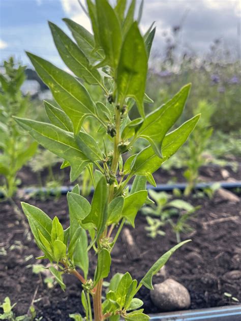 Spinach Trial Underway To Inform Seed Production Organic Seed Alliance