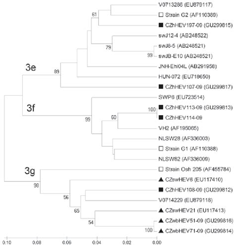 Figure Phylogenetic Tree Constructed With Mega Version 31 Software