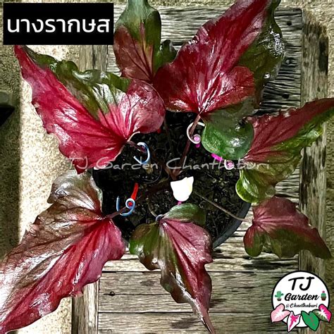 บอนสีใบยาว ฮกหลง บอนสีหายาก บอนสีแปลกตา Wiyada2008 Thaipick