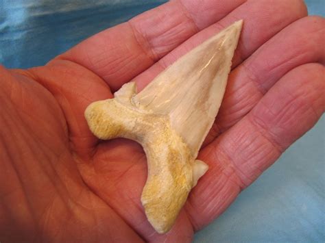 Fossil Tooth 77 Mm 48 Mm No Reserve Price Auction Online Catawiki