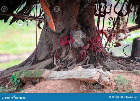 Massive Tree Trunk Within The Park Stock Photo Image Of Guwahati Border