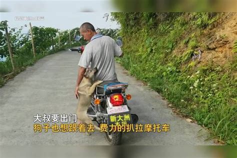 大叔出门，狗子熟练坐后座！狗：都什么年代了谁还走路后座大叔年代