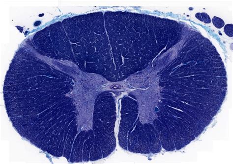 Thoracic Spinal Cord Diagram Quizlet
