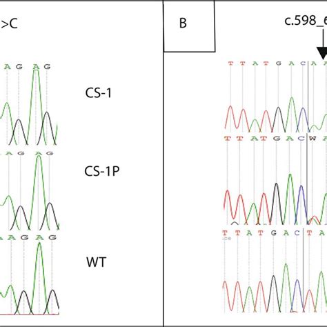 Genetic Analysis Of Genomic Dna Electropherogram Showing A The Splice Download Scientific