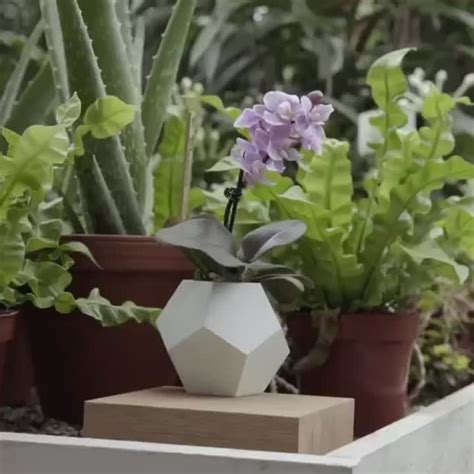 raghunandan dani on linkedin innovation homedecor homegardening plantgrowth sustainableliving
