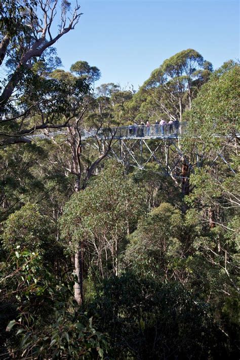 Tree Top Walk Stock Photo Image Of Walking Park National