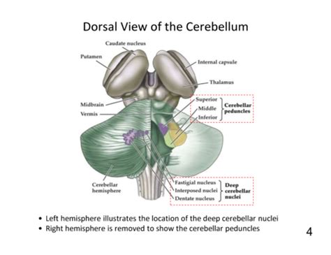 Week 1 Neuroscience Of Cerebellum Flashcards Quizlet