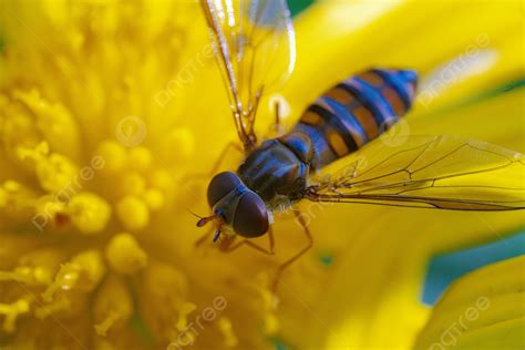 초파리 배경 일러스트 초파리 사진 벡터 및 Psd 파일 무료 다운로드 Pngtree