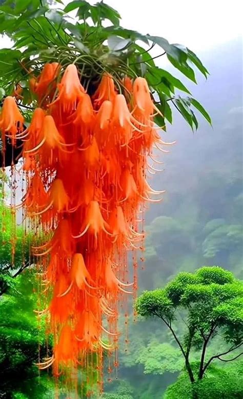 Love Flowers Wo Beautiful 🧡🌿🧡 Facebook Coole Pflanzen Schöne