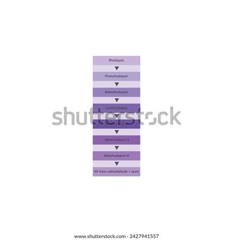 Diagram Showing Stages Visual Cycle Rhodopsin Stock Vector Royalty Free 2427941557 Shutterstock