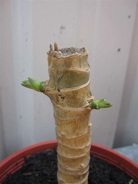 Siuhui 的花草小站 巴西鐵樹 插枝長芽 約插1個月