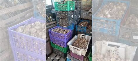 Семена чеснока купить в Орле Товары для дома и дачи Авито