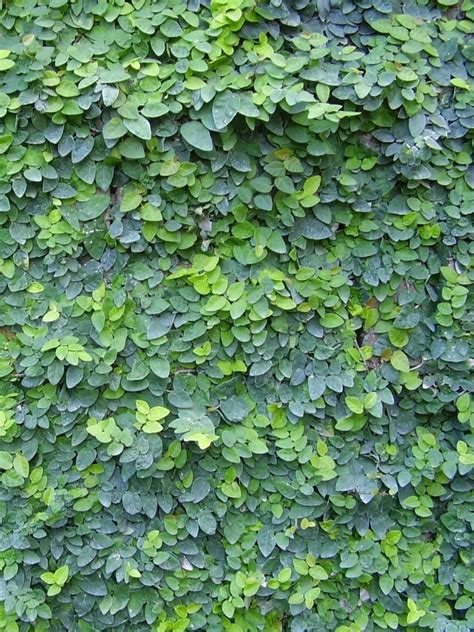 Ficus Repens Planta A Domicilio Planta De Interior Plantme Chile