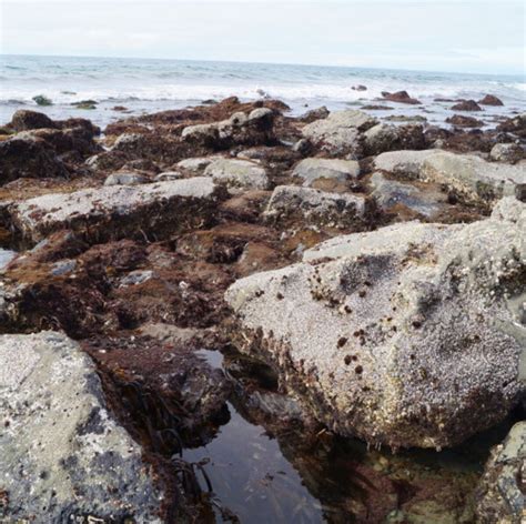 Rocky Intertidal Data Kaggle