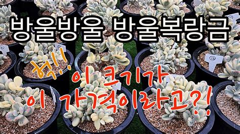 1028 판매영상 하반기 방울복랑금 1탄 초록색에서 분홍색으로 키워보자 통통한 다육이 다육식물 설명포함 Youtube