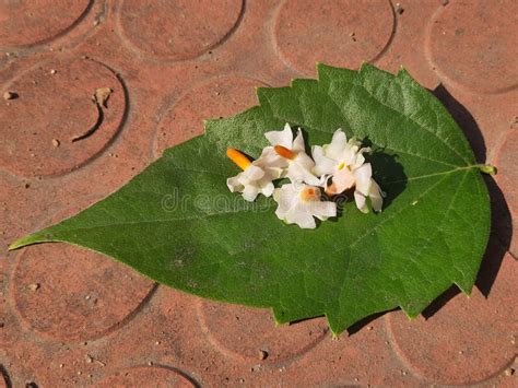 Nyctanthes Arbor Tristis Flower Stock Image Image Of Holy Blossom