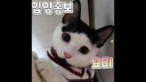 이쁜고양이 구조묘 파양묘 유기묘 무료분양 우리댕냥이카페 1월4일 분양정보 Youtube