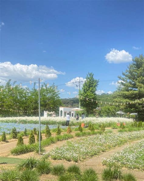 샤스타데이지 명소 Best 3