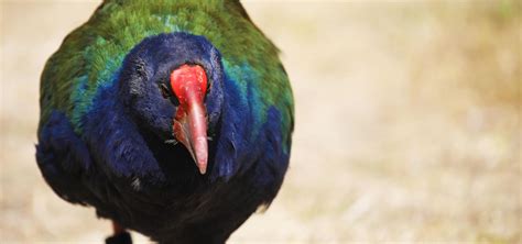 This Bird Was Declared Extinct In 1898 And Rediscovered 50 Years Later