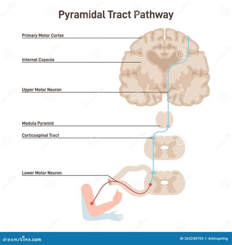 Pyramidal System Pyramidal And Extrapyramidal Tracts Video Causes