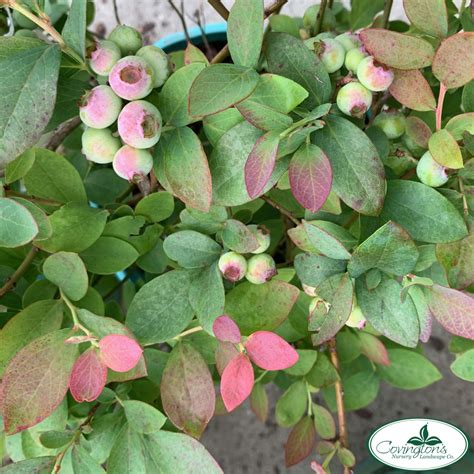 Blueberry Silver Dollar® Covingtons