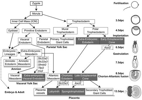 Extra Embryonic Specific Imprinted Expression Is Limited To Specific Download Scientific